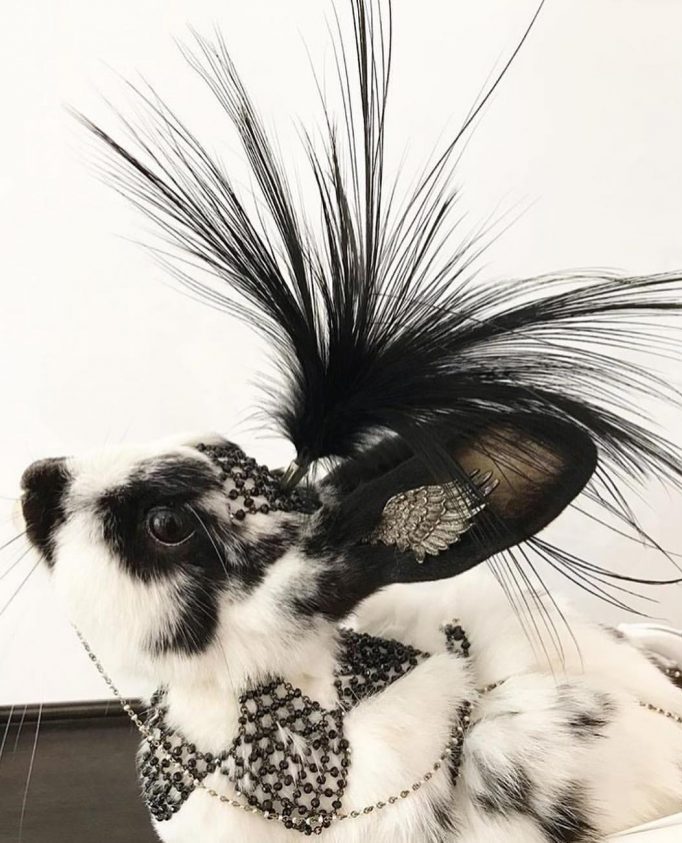 rabbit – Canadian Art Junkie