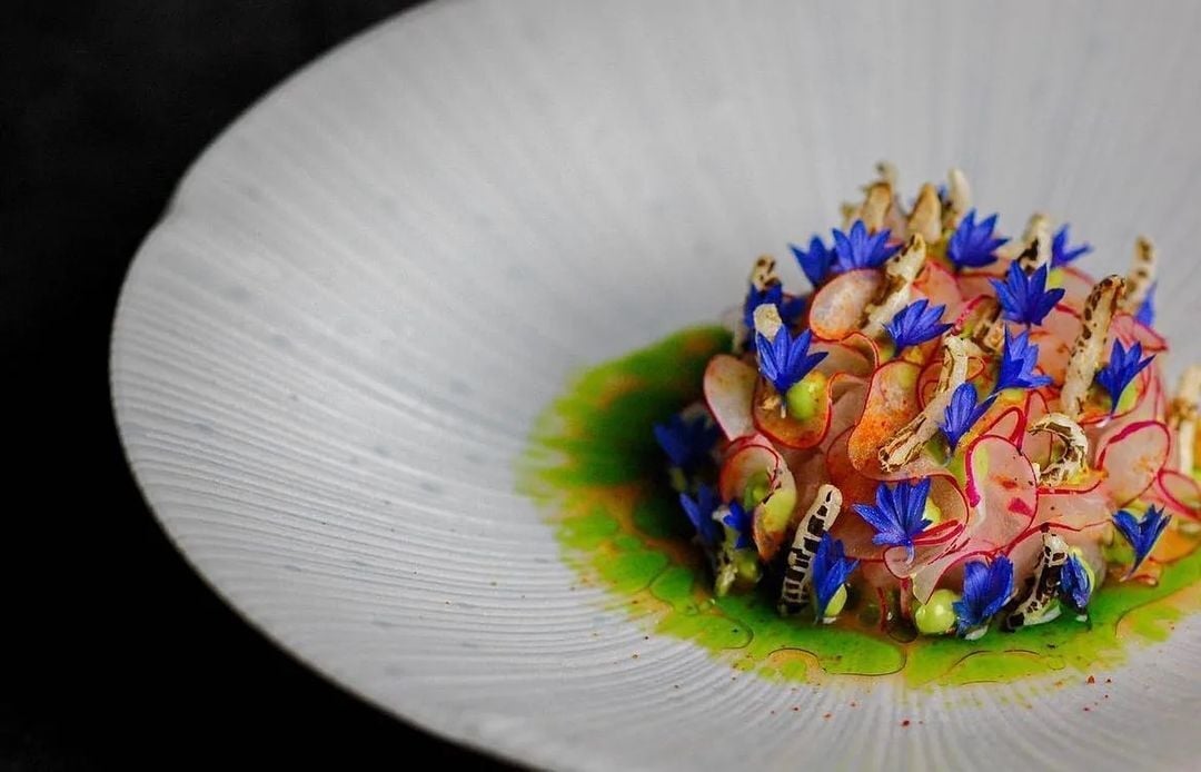 hamachi – Canadian Art Junkie