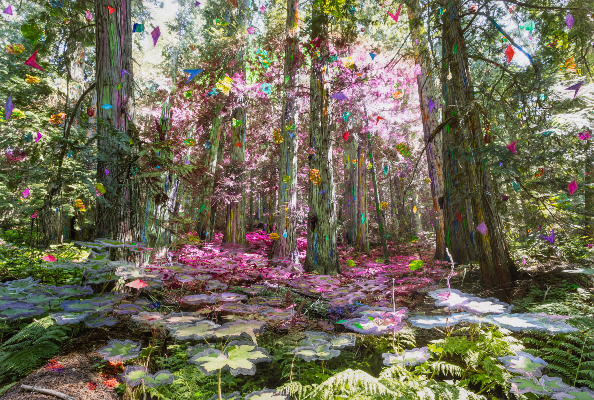 Explore Sarah Anne Johnson's Mountain and Forest Photo Art Exhibition